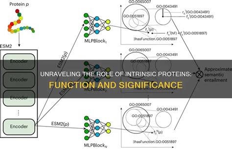 Unraveling The Role Of Intrinsic Proteins Function And Significance