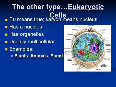 Cells What Is A Cell A Cell Is