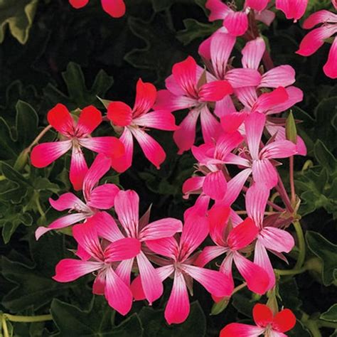 Cascade Acapulco Compact Geranium Plants For Sale Growjoy
