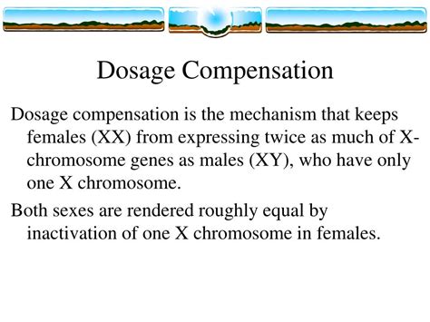 Ppt Sex Determination Powerpoint Presentation Free Download Id1775587