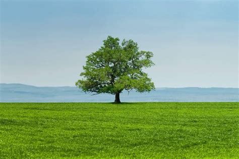 Mysql Index Overviews B Tree Indexes Simple Talk