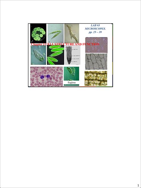 Chapter 3 Cell Structure And Function Chapter 3 Cell Structure And Function BIOL 3 Studocu