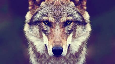 Staring Wolf 4k Ultra Hd Wallpaper 3840x2160 Wallpaper Abyss