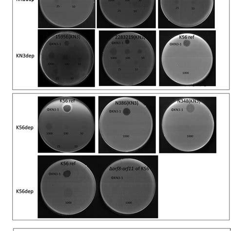 Capsule Depolymerases Of Klebsiella Phages Download Table