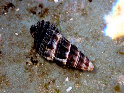 Australian Mud Whelk From Bateau Bay Nsw Australia On July 6 2023 At 0330 Pm By Felix Harper