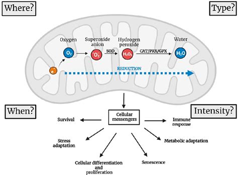 Figure From How The Disruption Of Mitochondrial Redox Signalling Contributes To Ageing