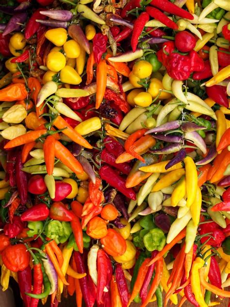 Lotes Das Pimentas Em Variedades E Em Cores Diferentes Imagem De Stock Imagem De Capsicum