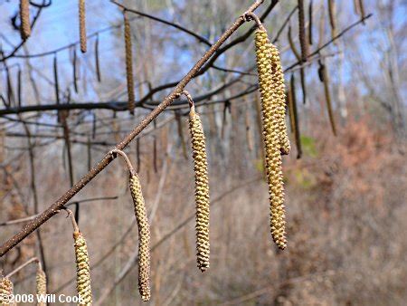 Hazelnut Bush In Winter Edible Native Landscaping American