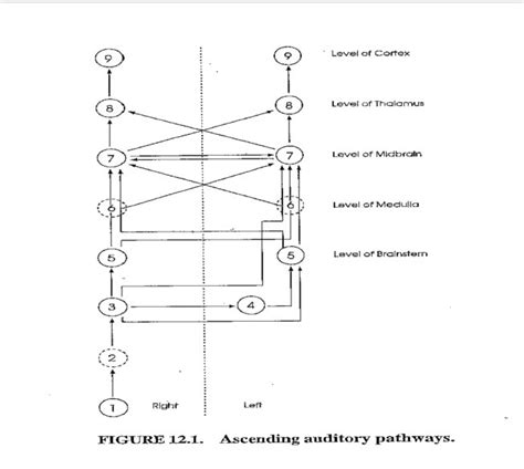 Ascending Auditory Pathways Diagram Diagram Quizlet