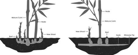 The Anatomy Of Bamboos Understanding Rhizomes Nodes And Culms