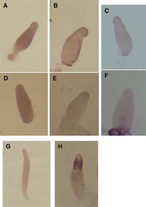 PkaC Transcription Analysis By In Situ Hybridization For In Situ Download Scientific Diagram