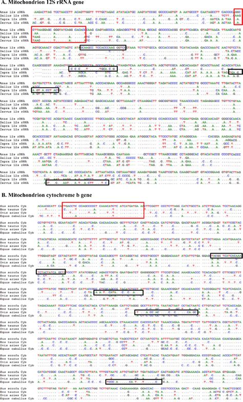 Nucleotide Sequences Of Primers And Target Regions Of The Mitochondrial Download Scientific