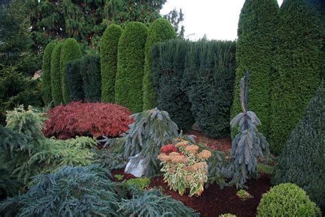 11 лучших хвойных растений для живых изгородей Garden Landscape Design Conifers Garden