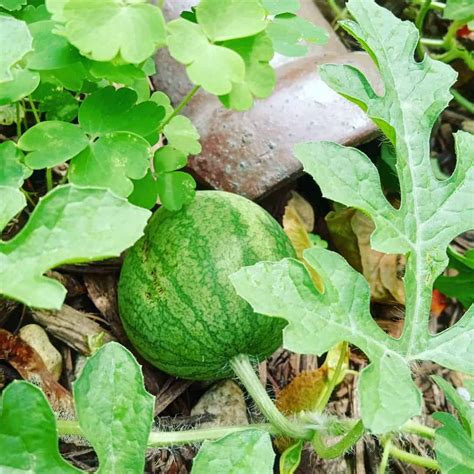 How To Grow Seedless Watermelon Seeds Plants Craze