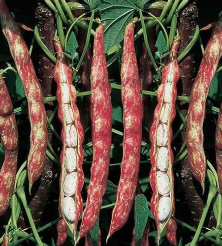 Climbing Beans Varieties