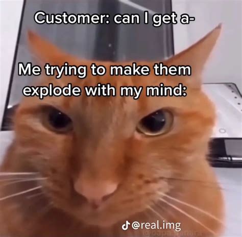 Funny Cat Meme Funny Cats Memes Silly Cats Pictures