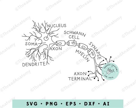 Neuron Svg Neuron Anatomy Clipart Neuron Clip Art Neuron Graphic