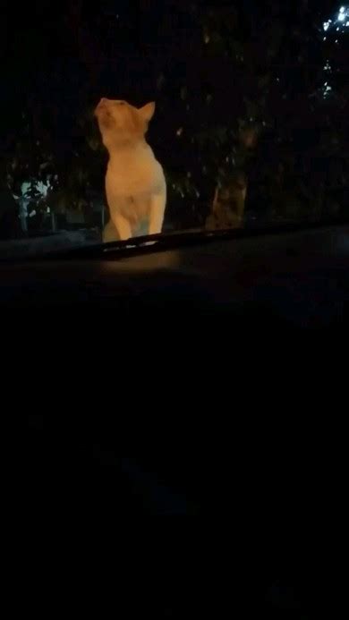 Chipi Chipichipidailyvideo • Instagram Photos And Videos