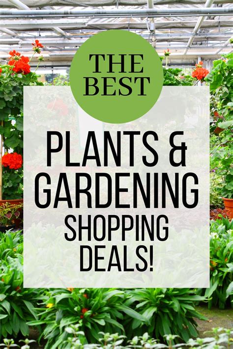 10 Best Hanging And Trailing Cacti Keep Your Plants Alive