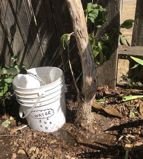 Simple Ways To Protect Your Tree On Windy Days Friends Of Trees