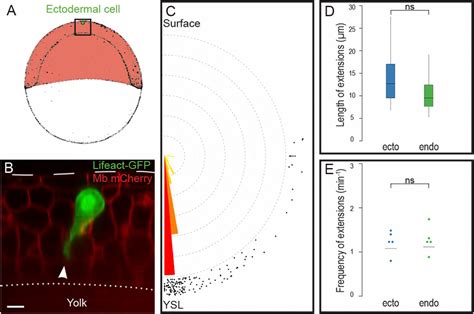 Endodermal Germ Layer Formation Through Active Actin Driven Migration Triggered By N Cadherin Pnas