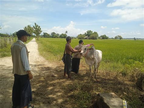 အုတ်တွင်းမြို့နယ်၌ ကျွဲ၊ နွားများအား လည်ချောင်းကွဲရောဂါနှင့် ပေါင်ပုတ