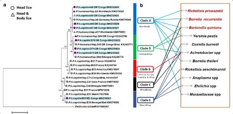 maximum likelihood ml phylogram of the mitochondrial cytb haplotypes