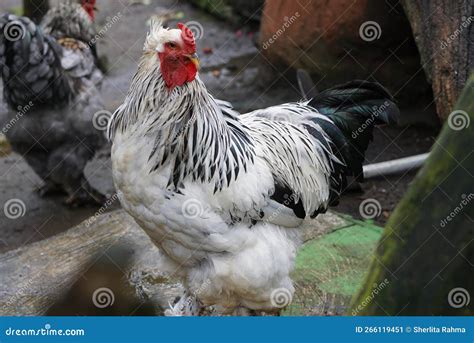 Light Brahma Chicken Stock Image Image Of Color 1850s 266119451