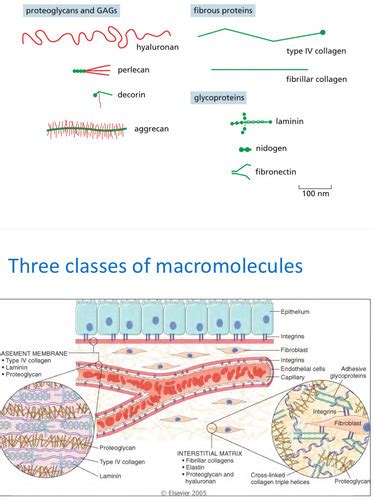 Ecm Flashcards Quizlet