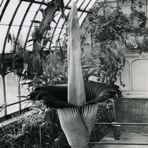 The Corpse Flower New York Botanical Garden