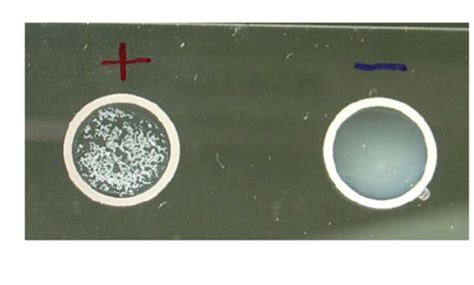 Lab Final Flashcards Quizlet Lab Final Flashcards Quizlet