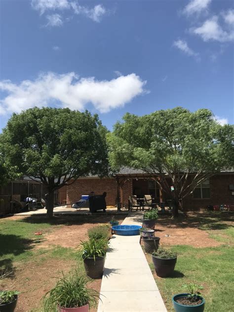 Trimming Pruning Tree Loving Care