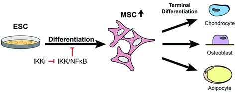 Inhibition of IKK NF κB signaling enhances differentiation of Download Scientific Diagram