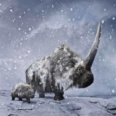 Elasmotherium Sibirico Elasmotherium Dinosaurs Pictures And Facts