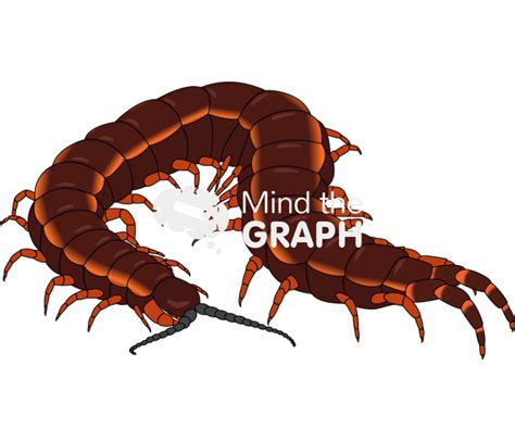Free Scolopendra Icons Symbols Pictures And Images Mind The Graph