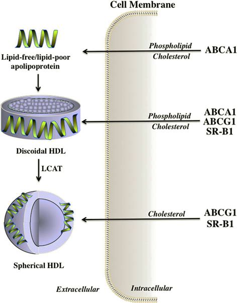 Figure 1 From Thematic Review Series High Density Lipoprotein Structure Function And