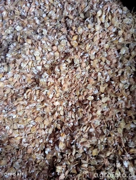 śruta Obrazek Fotka Zdjecie Photo 826776 Galeria Rolnicza Agrofoto