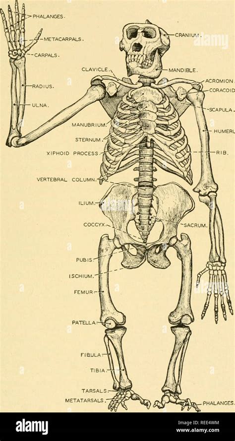 Gorilla Arm Anatomy
