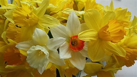 Free Photo Flower Bright Yellow Background Nature Petal