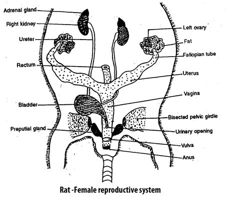 B Sc Ii Animal Diversity Iv Old Study Of Rat Demonstration Of
