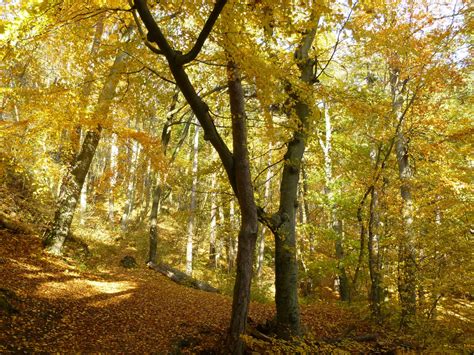 Gr Nde Warum Der Herbst Eine Sch Ne Jahreszeit Ist