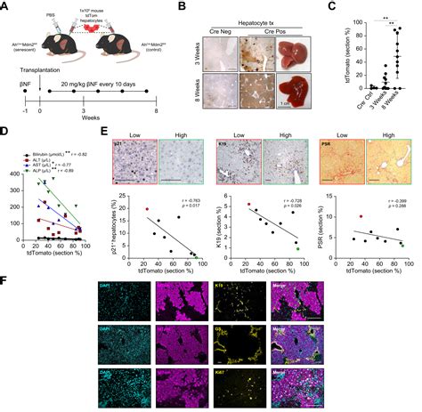 Host Hepatocyte Senescence Determines The Success Of Hepatocyte