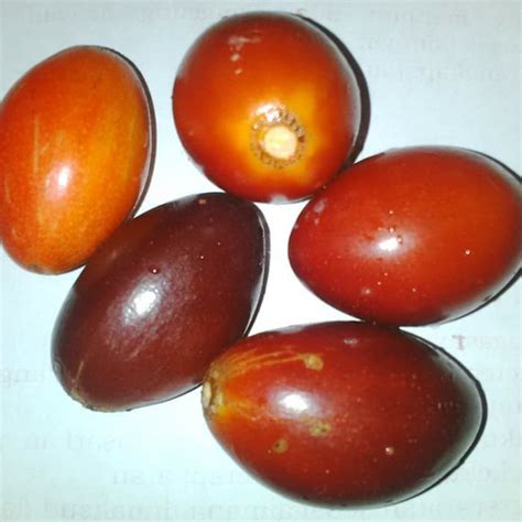 Jual Biji Benih Bibit Buah Sawo Kecik 5 Biji Shopee Indonesia
