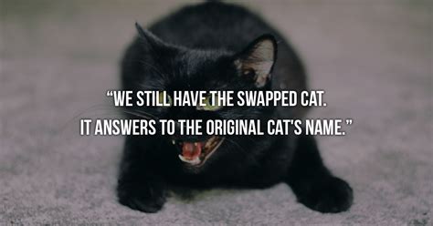 Man Admits To Swapping Wifes Cat 6 Years Agoand She Has No Idea