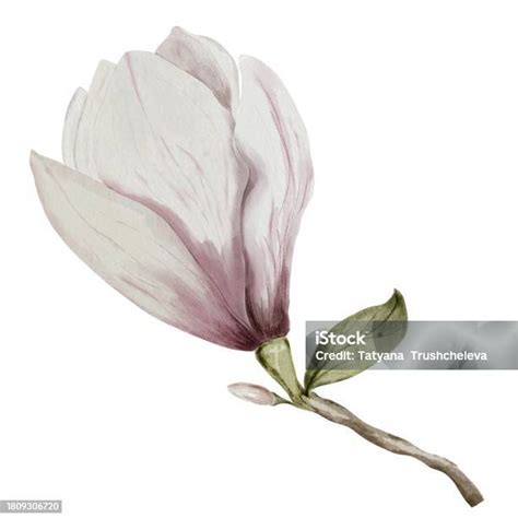 수채화 목련 꽃은 흰색 배경에 분리되어 있습니다 분홍색과 흰색의 빈티지 꽃은 결혼식과 약혼을 위한 카드 및 초대장 디자인을 위해