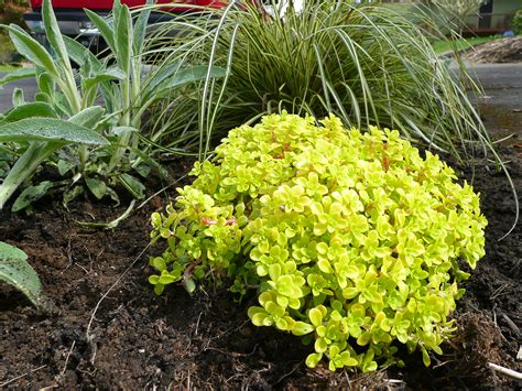 Sedum Ogon Sedum Makinoi Ogon Care Travaldos Blog