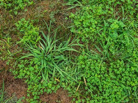 Does Crabgrass Die In The Winter Obsessed Lawn And Garden