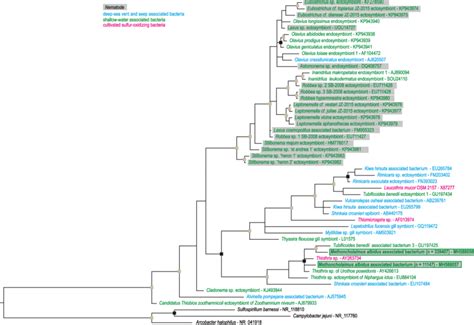 Bayesian Inference Tree Based On The 16s Rrna Gene For Download Scientific Diagram