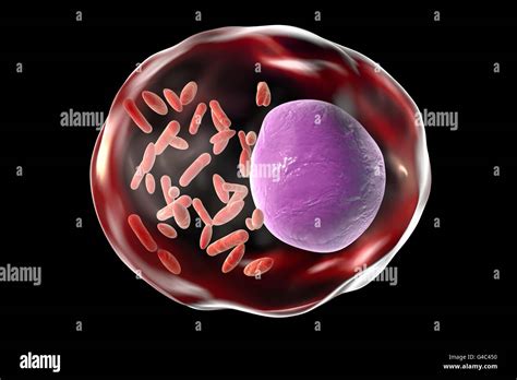 Rickettsia Bacteria Shape