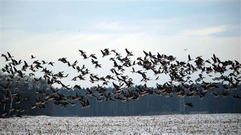 Migrants Myths And Murmurations Avian Sandercock Writes On